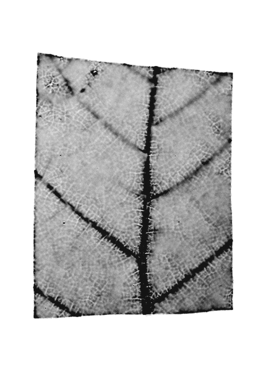 fg-2002-04 Ulmus glabra (Bergulme), 2002 – Thomas Kellner Onlineshop