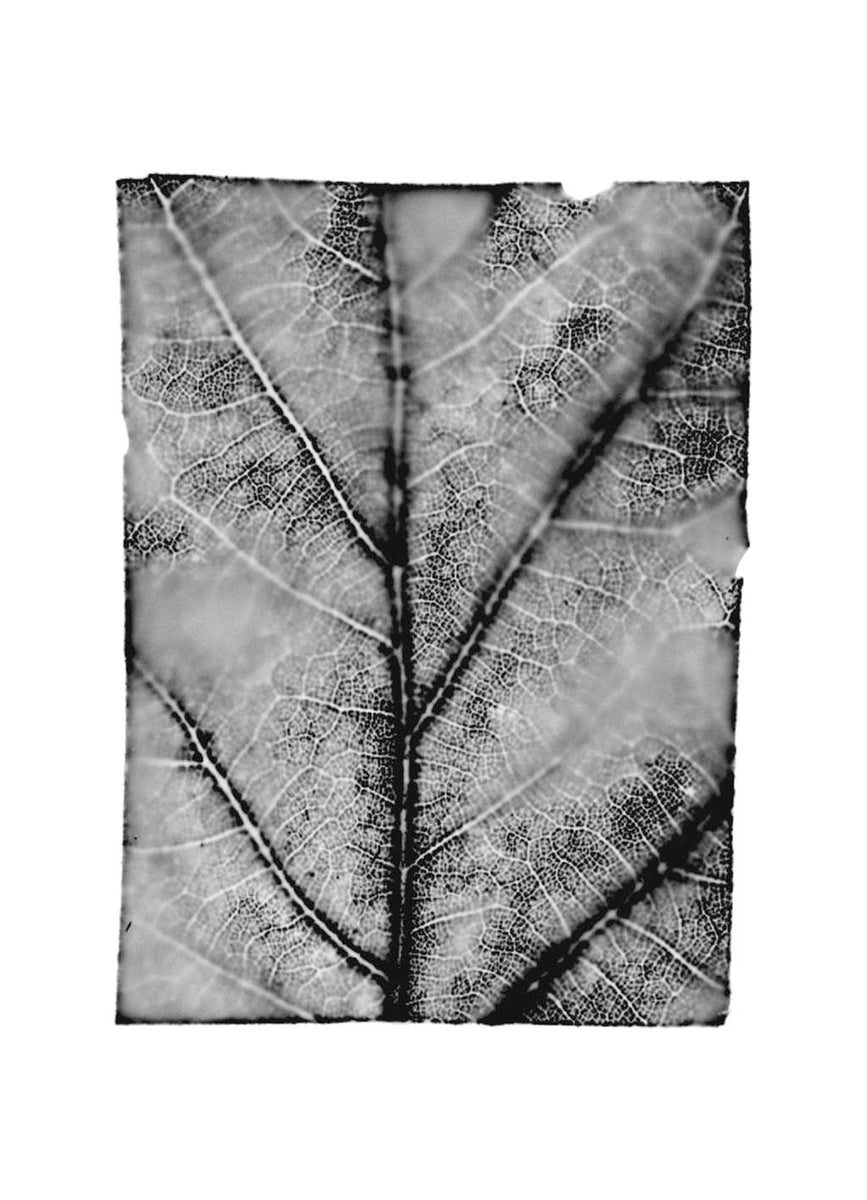 fg-2002-06 Quercus robur (Stieleiche), 2002 – Thomas Kellner Onlineshop