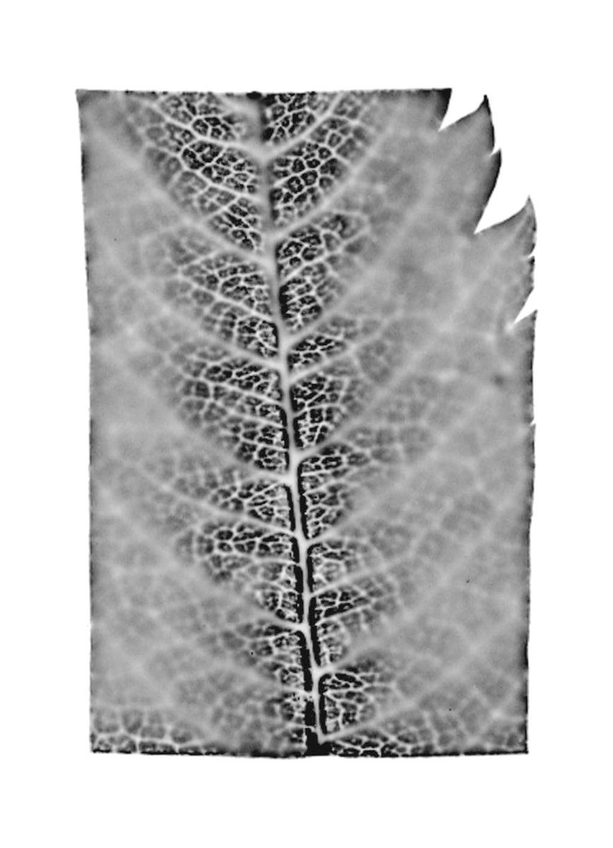 fg-2002-07 Sorbus aucuparia (Eberesche), 2002 – Thomas Kellner Onlineshop