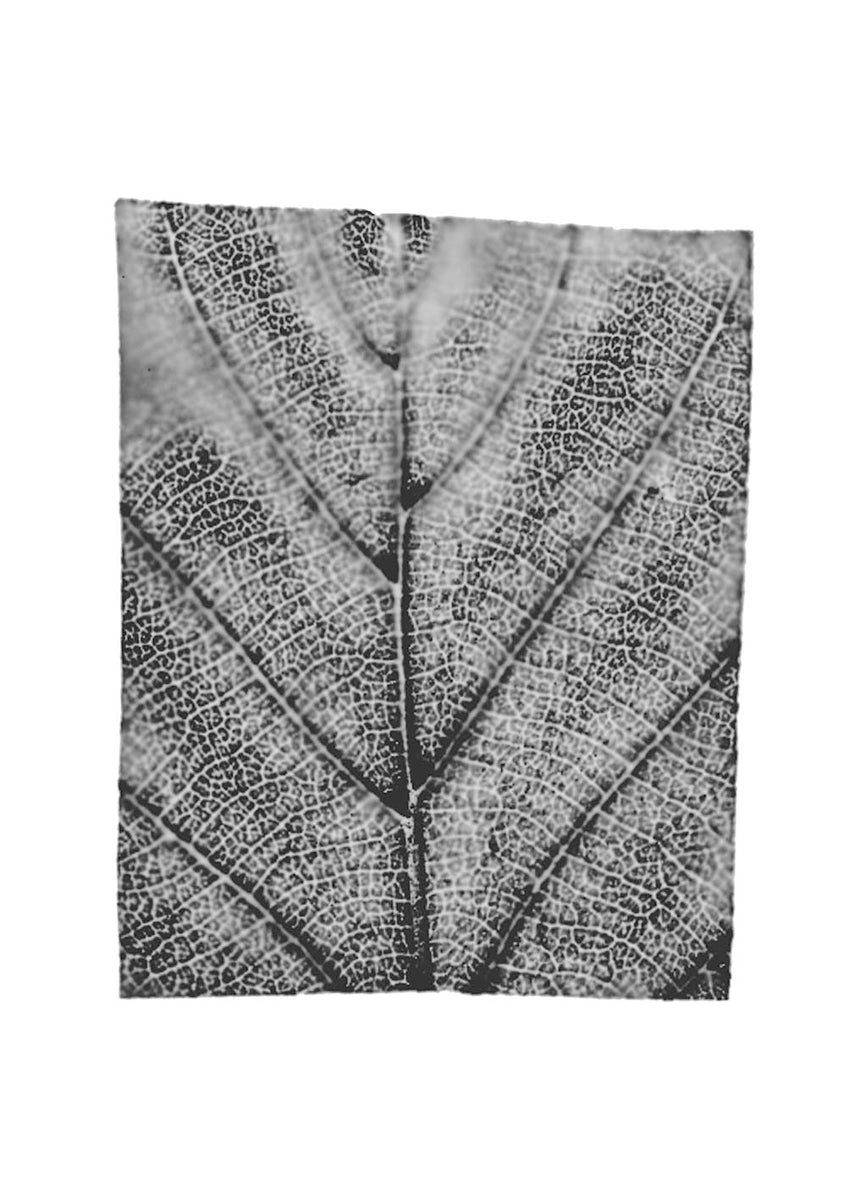 fg-2002-08 Alnus Glutinosa (Schwarzerle), 2002 – Thomas Kellner Onlineshop