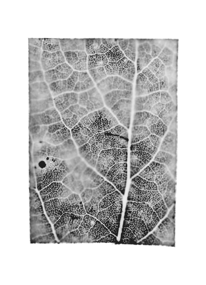 fg-2002-09 Populus tremula (Espe), 2002 – Thomas Kellner Onlineshop