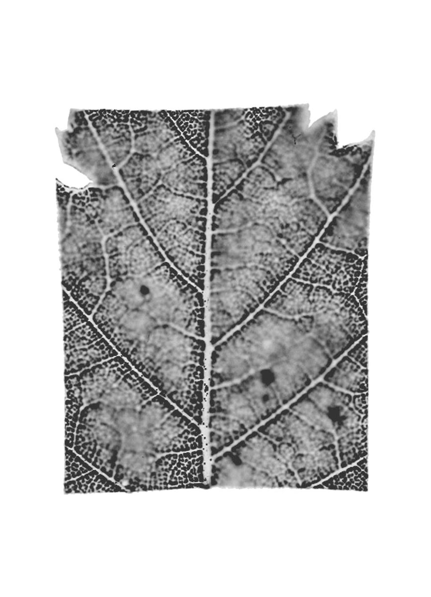fg-2002-13 Betula pendula (Birke), 2002 – Thomas Kellner Onlineshop