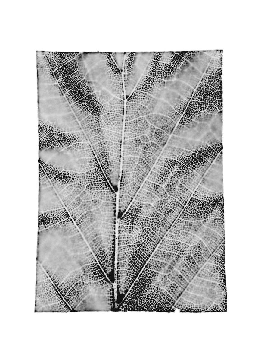 fg-2002-14 Fagus silvatica (Rotbuche), 2002 – Thomas Kellner Onlineshop