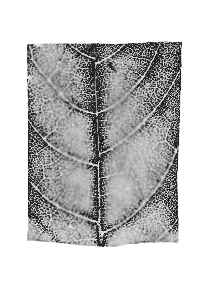 fg-2002-15 Fraxinus exelcior (Esche), 2002 – Thomas Kellner Onlineshop