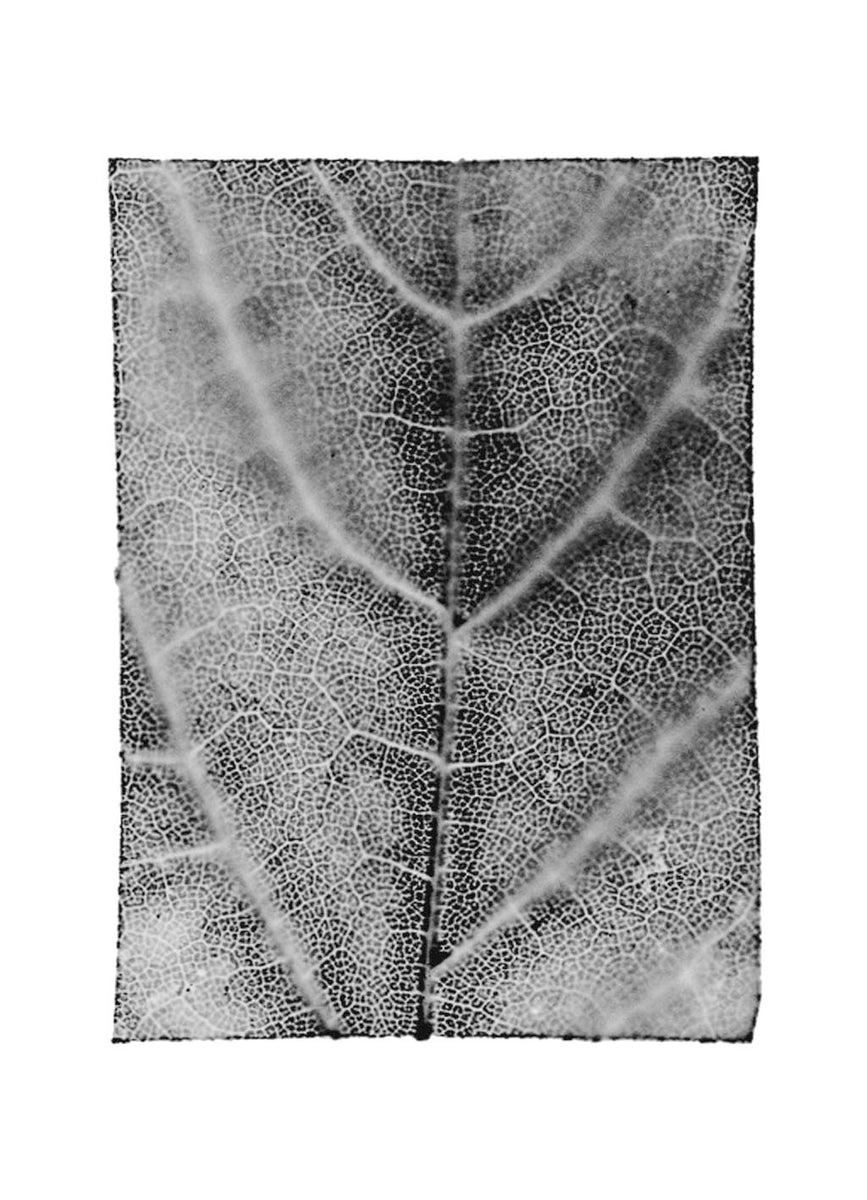 fg-2002-16 Acer pseudoplatanus (Bergahorn), 2002 – Thomas Kellner ...