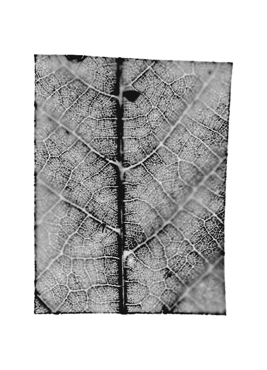 fg-2002-18 Juglans regia (Walnuss), 2002 – Thomas Kellner Onlineshop